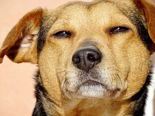 R6 Pro League in 2020: 20-second META? | R6SIEGECENTER